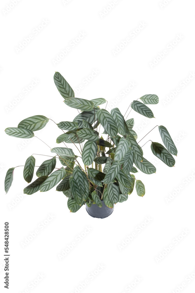 Ctenanthe setosa Compact Star and calathea setosa compact star Stock ...