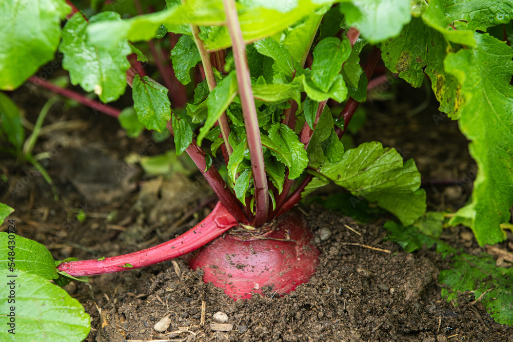 Red Radish Plant