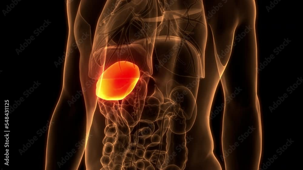 Human Internal Organ Spleen Anatomy Animation Concept Stock ビデオ | Adobe ...