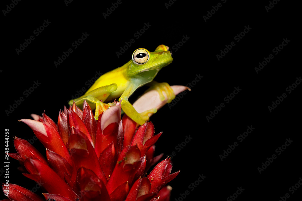 Canal Zone tree frog (Boana rufitela) is a species of frog in the ...