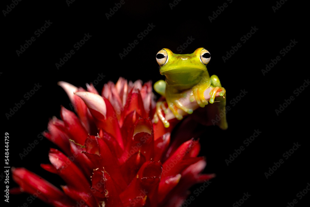 Canal Zone tree frog (Boana rufitela) is a species of frog in the ...