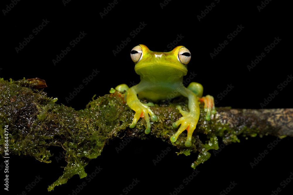 Canal Zone tree frog (Boana rufitela) is a species of frog in the ...