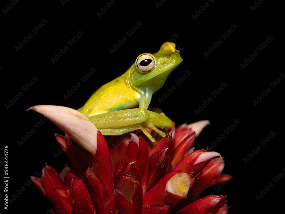 Canal Zone tree frog (Boana rufitela) is a species of frog in the ...
