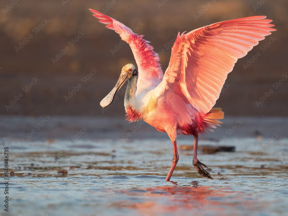 Roseate spoonbill (Platalea ajaja) is a gregarious wading bird of the ...