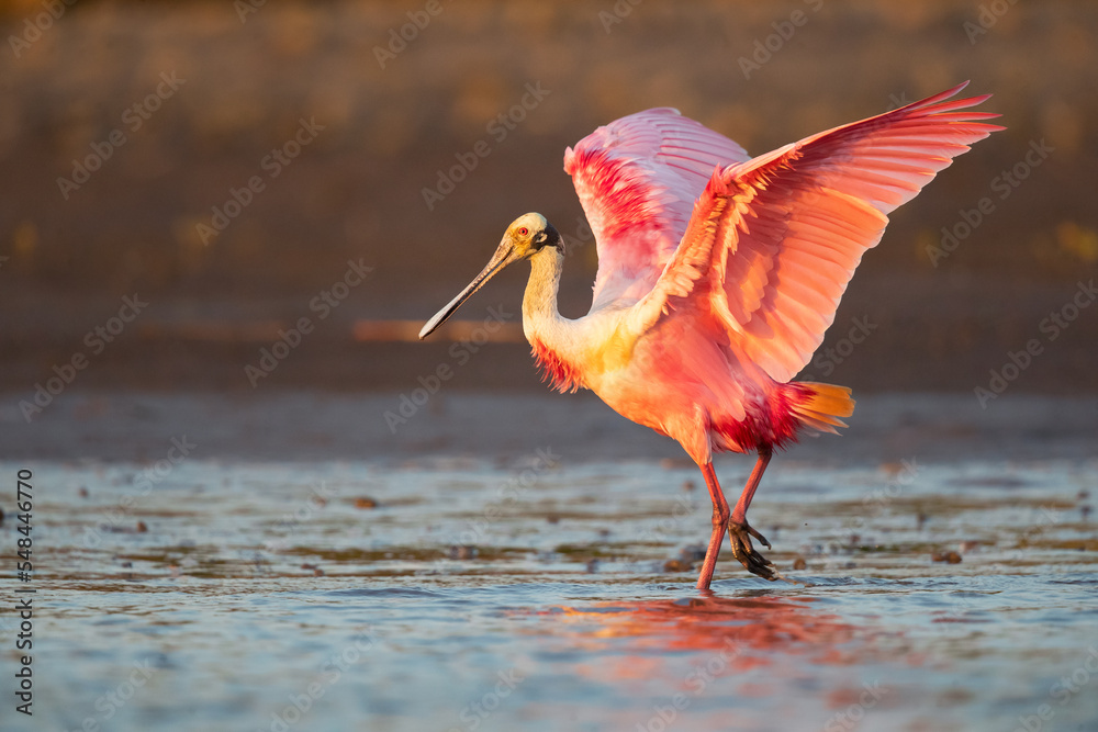 Roseate spoonbill (Platalea ajaja) is a gregarious wading bird of the ...