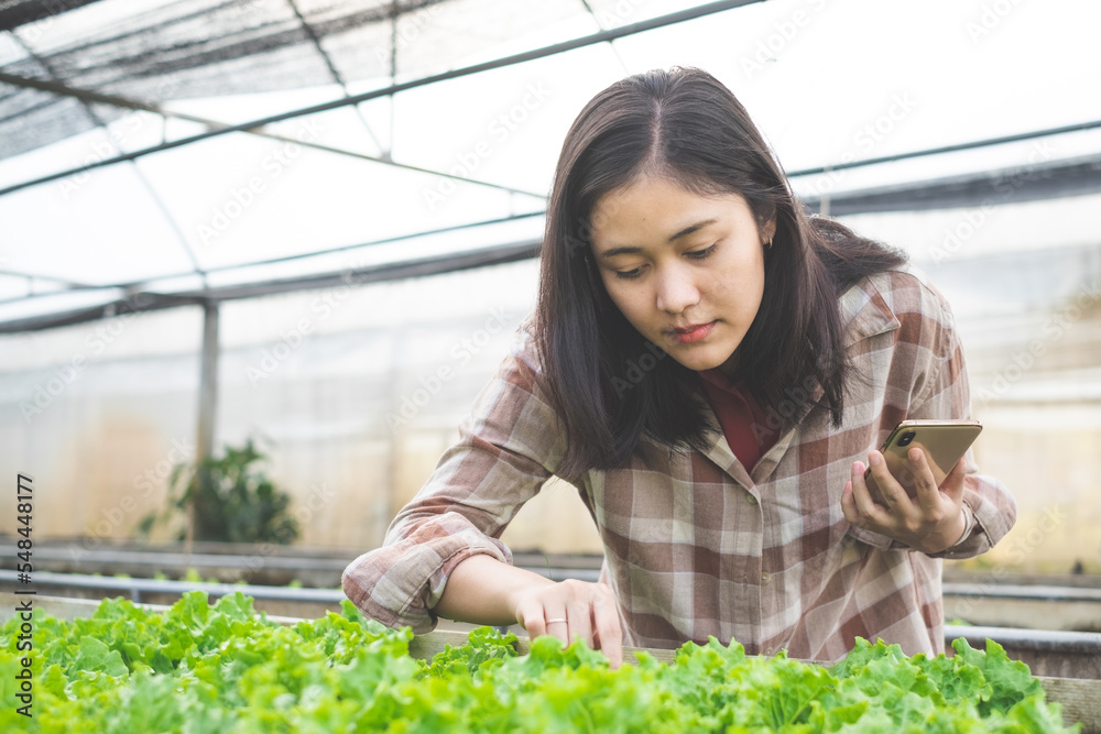 A Female Asian Farmer is checking the quality of tropicana lettuce leaf ...