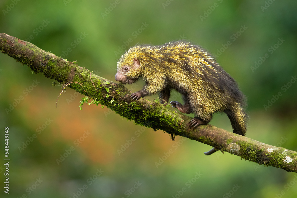 Mexican hairy dwarf porcupine or Mexican tree porcupine (Coendou ...