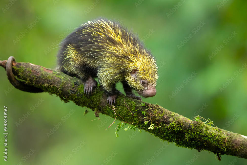 Mexican hairy dwarf porcupine or Mexican tree porcupine (Coendou ...