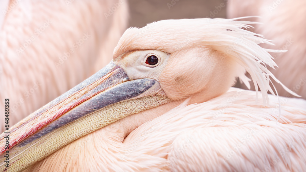 pelican portrait detail Stock Photo | Adobe Stock