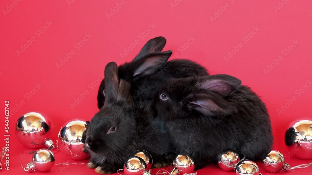 Three black rabbits sit among white Christmas toy balls isolated on red ...