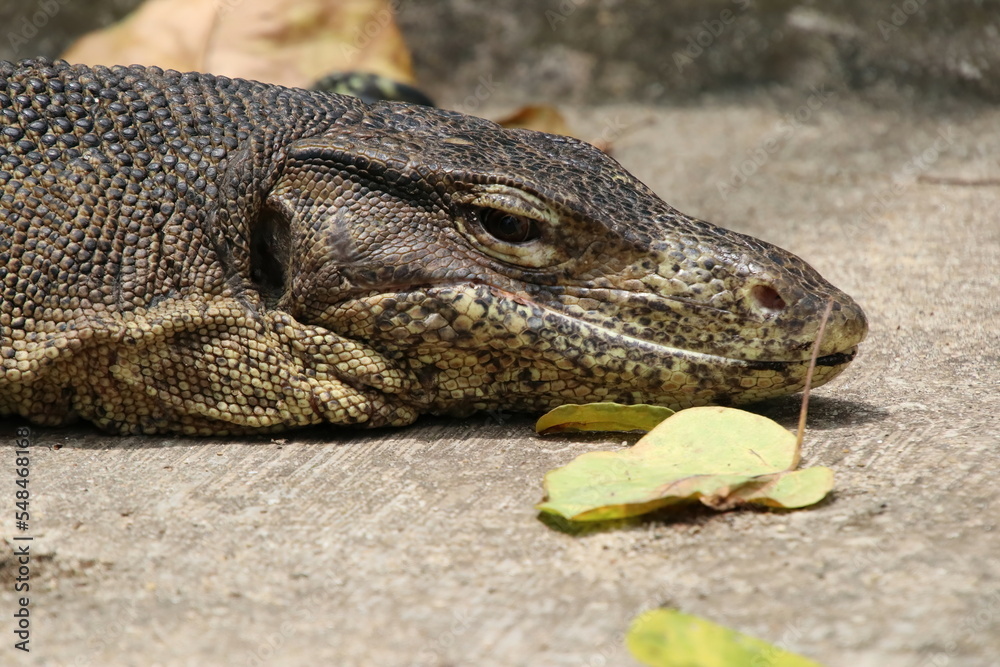 Malayan Water Monitor Sunbathing on a pavement Stock Photo | Adobe Stock