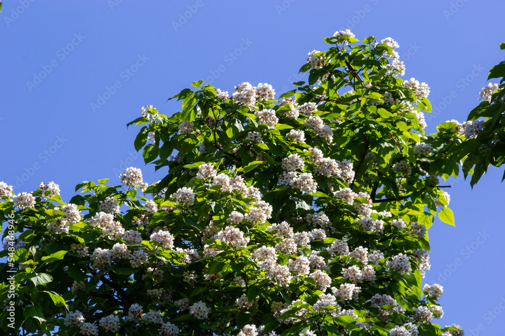 Catalpa tree is a decorative tree used in landscaping due to its showy ...
