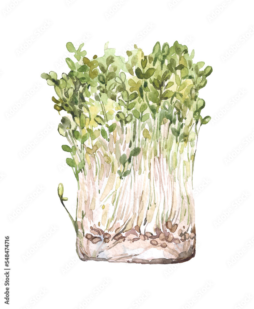Watercolor microgreens hand drawn illustration isolated on white ...