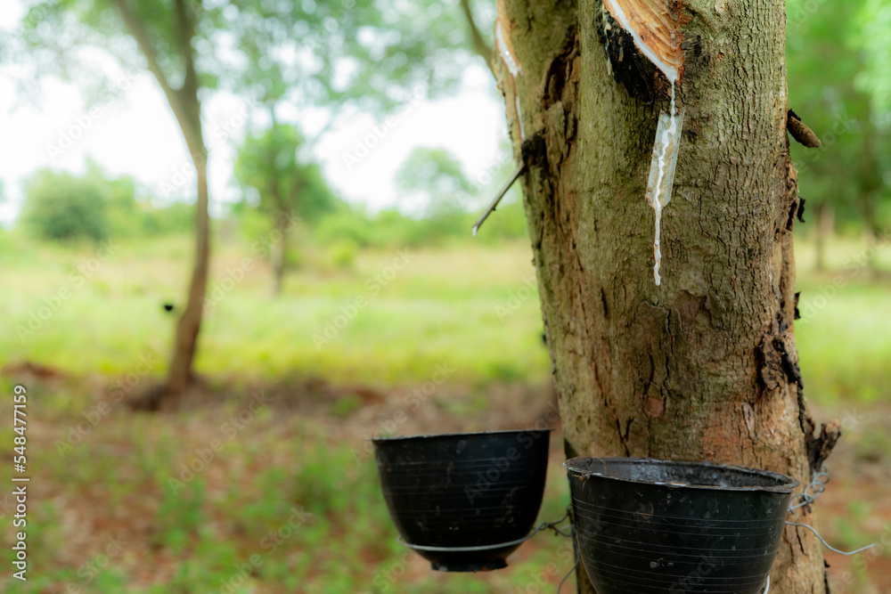 Rubber tapping in rubber tree garden. Natural latex extracted from para ...