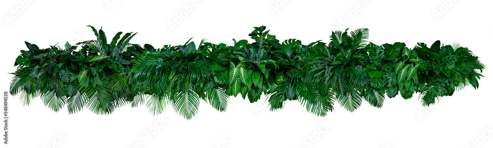Plant leaves Green nature Tropical forest isolated on transparent ...