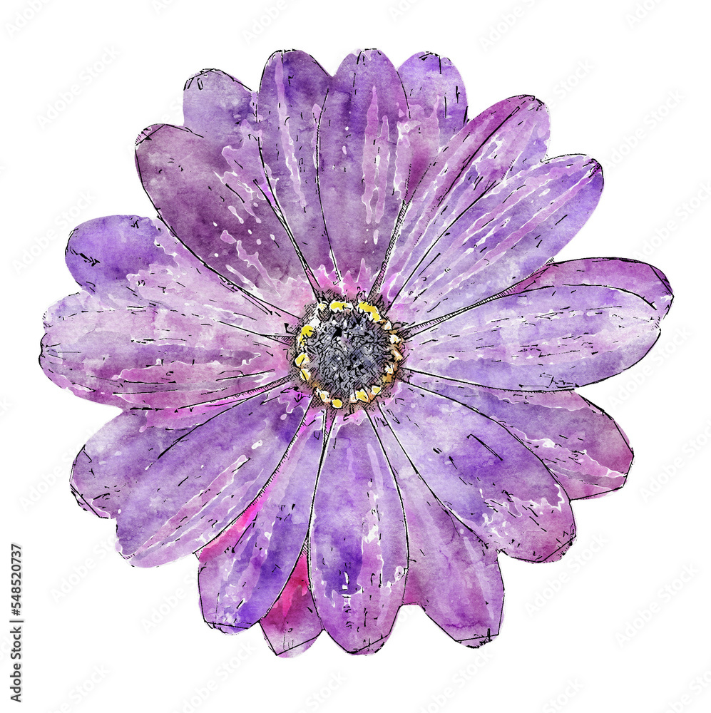 watercolor painting flowers transparent background Stock Illustration ...