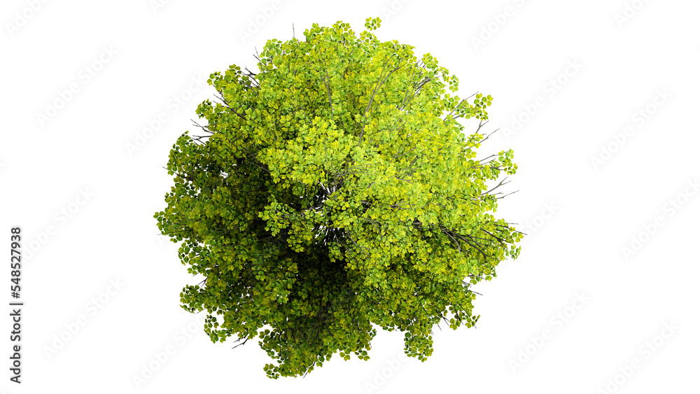 3D Top view Green Trees Isolated on PNGs transparent background , Use ...