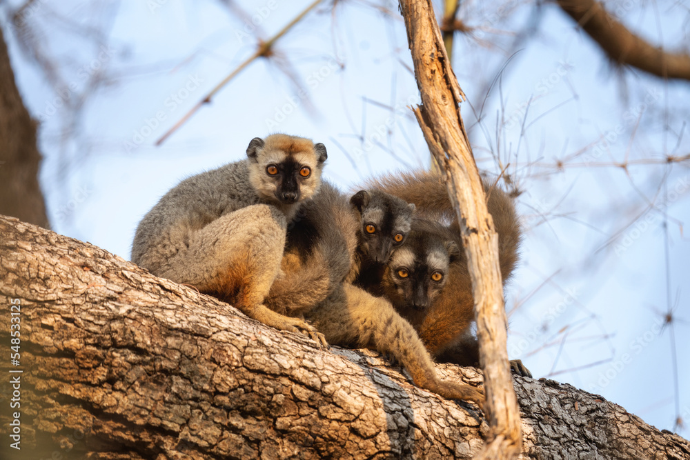 Rufous brown lemur in the Kirindy park. Lemurs on the Madagascar island ...