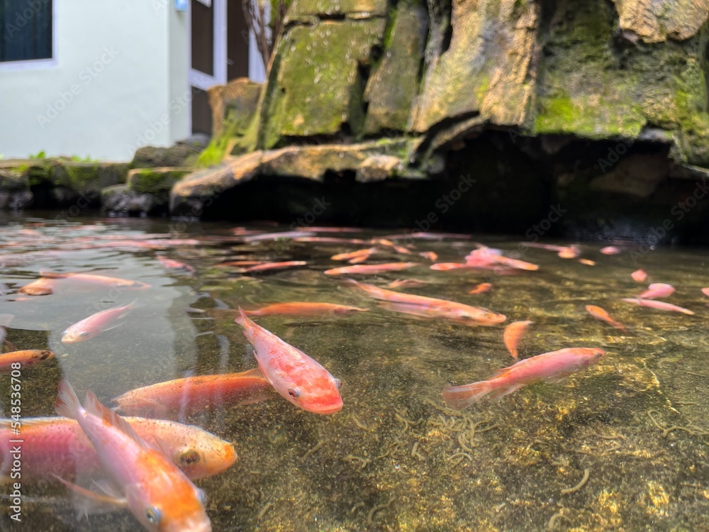 Fish pond around a garden with a lot of fish swimming underwater. Stock ...