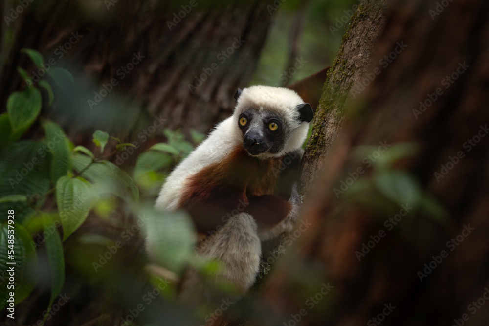 Coquerel's sifaka in the Tana part. White sifaka on the Madagascar ...
