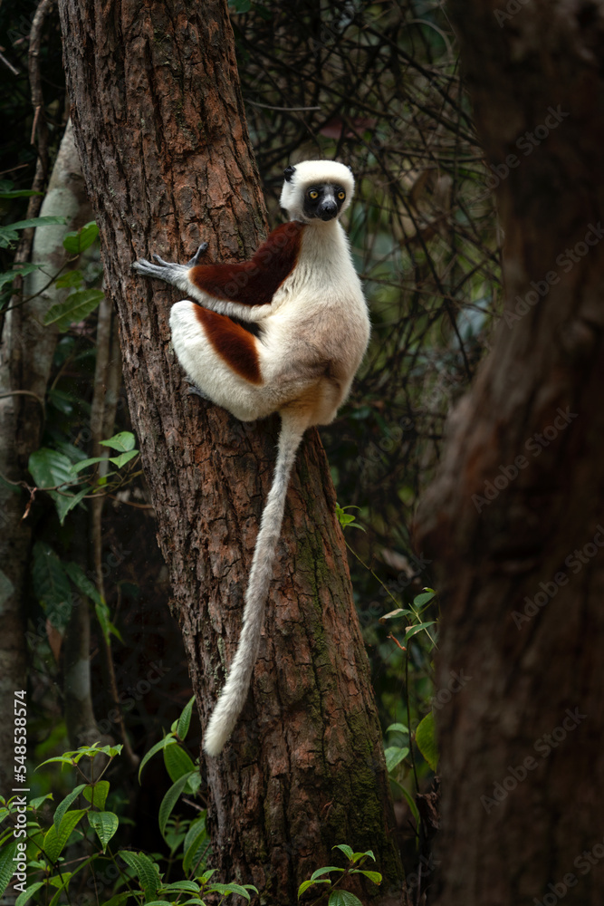 Coquerel's sifaka in the Tana part. White sifaka on the Madagascar ...