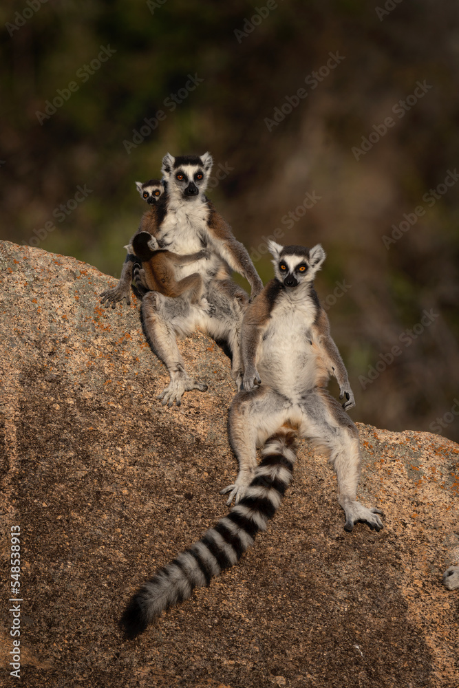 Ring tailed lemur in the Anja park. Lemur kata on the Madagascar island. Madagascar fauna. Lemur ...