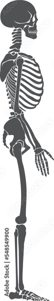 Human skeleton side view. Anatomy bone structure Stock Vector | Adobe Stock