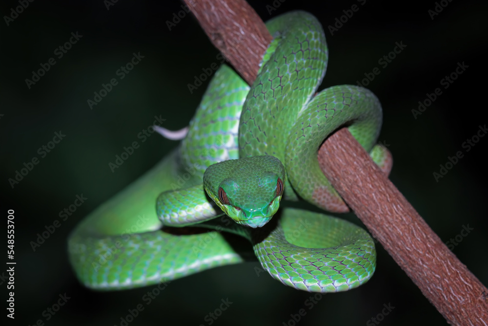 poisonous green snake above the branch, full body green snake, venomous ...