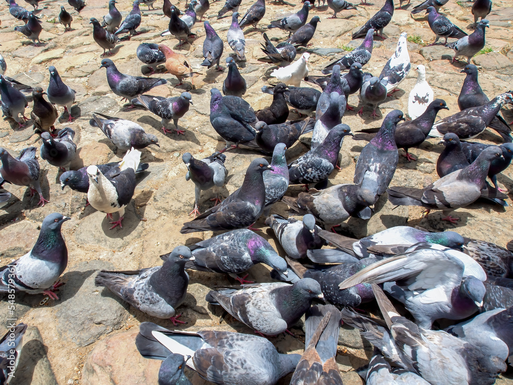 Different actitudes of a flock of pigeons in the not so clean main ...