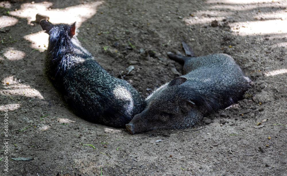Wild boar pig lying in the wooded surroundings of the jungle of Xcaret ...