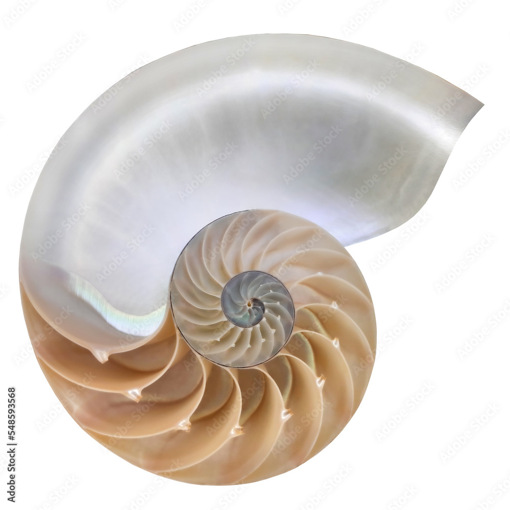 Chambered Nautilus shell cutaway isolated on white Stock Photo | Adobe ...
