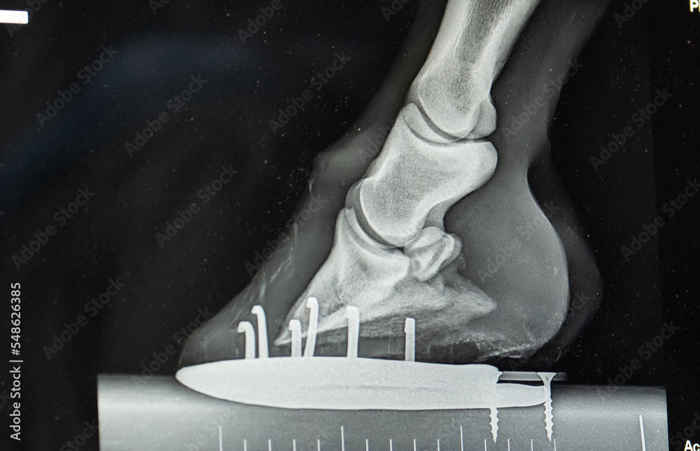 close up x-ray of horses lower front leg showing horse show and nails ...