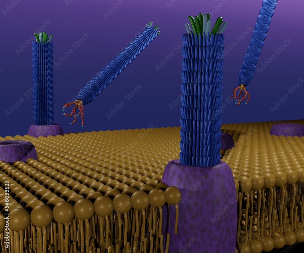 Life cycle of filamentous bacteriophage M13 in phospholipid bilayers 3d ...
