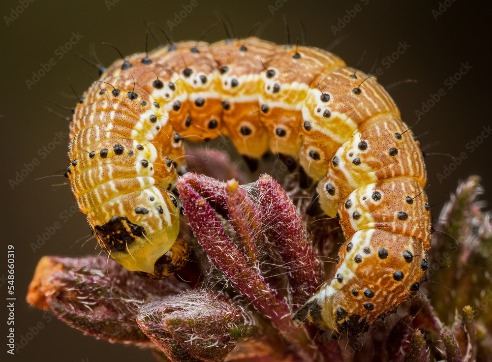 Macrophotography of a Fall Armyworm (Spodoptera frugiperda) the larva ...