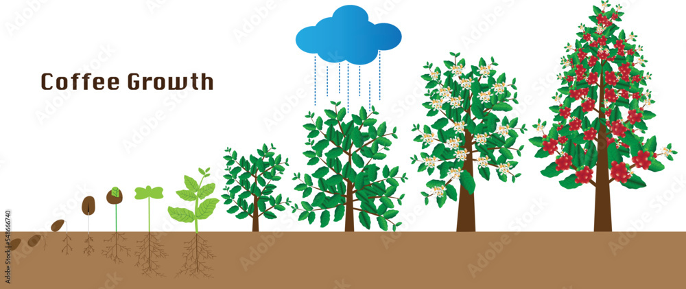 Art &Life cycle of a coffee tree. vector stock illustration,coffee ...