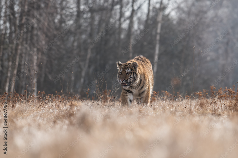 Siberian Tiger running. Beautiful, dynamic and powerful photo of this ...