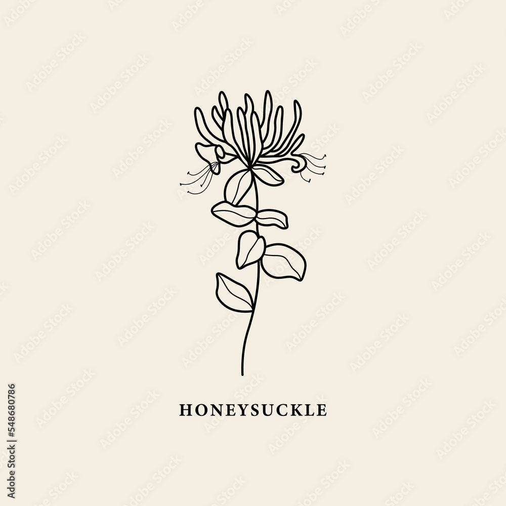 Honeysuckle Flower Line Drawing