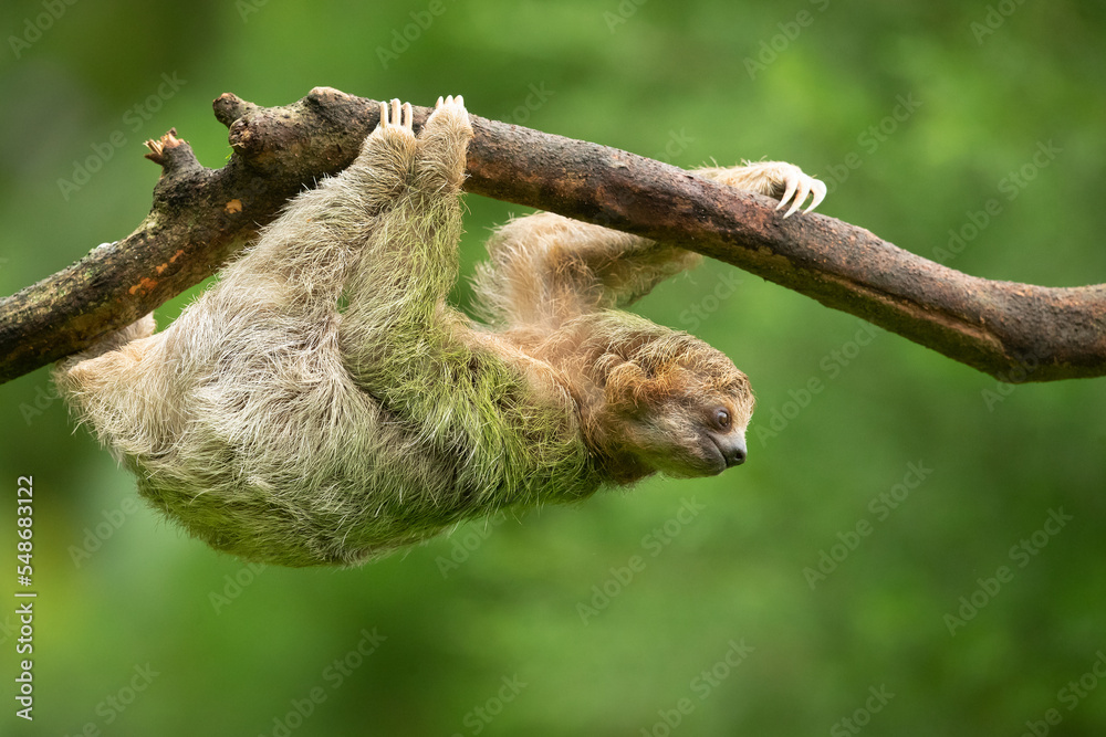 South American Sloth