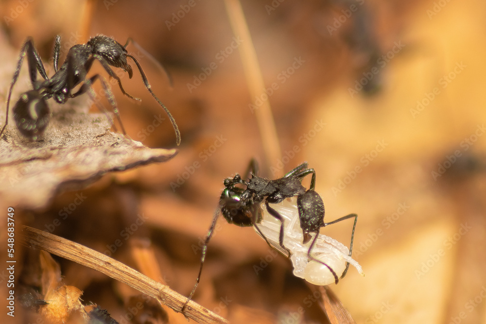 Ants helping each other carrying an egg and changing its place for ...