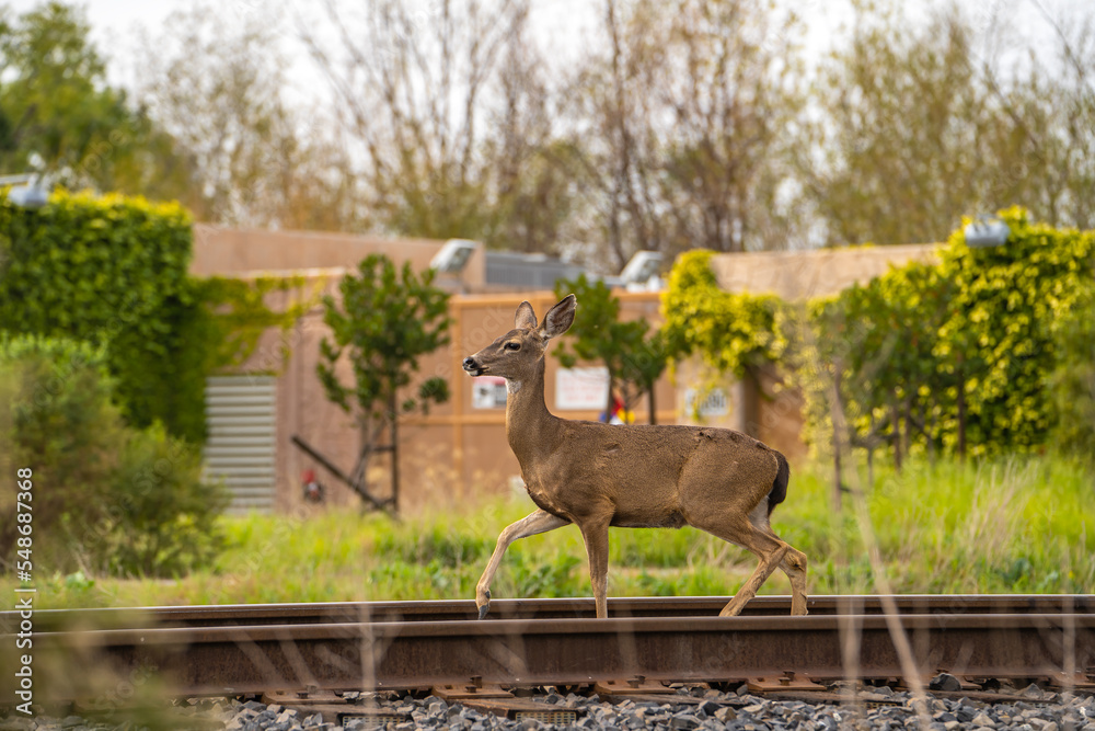 Califormia Mule Deer (Odocoileus hemionus californicus) is walking ...