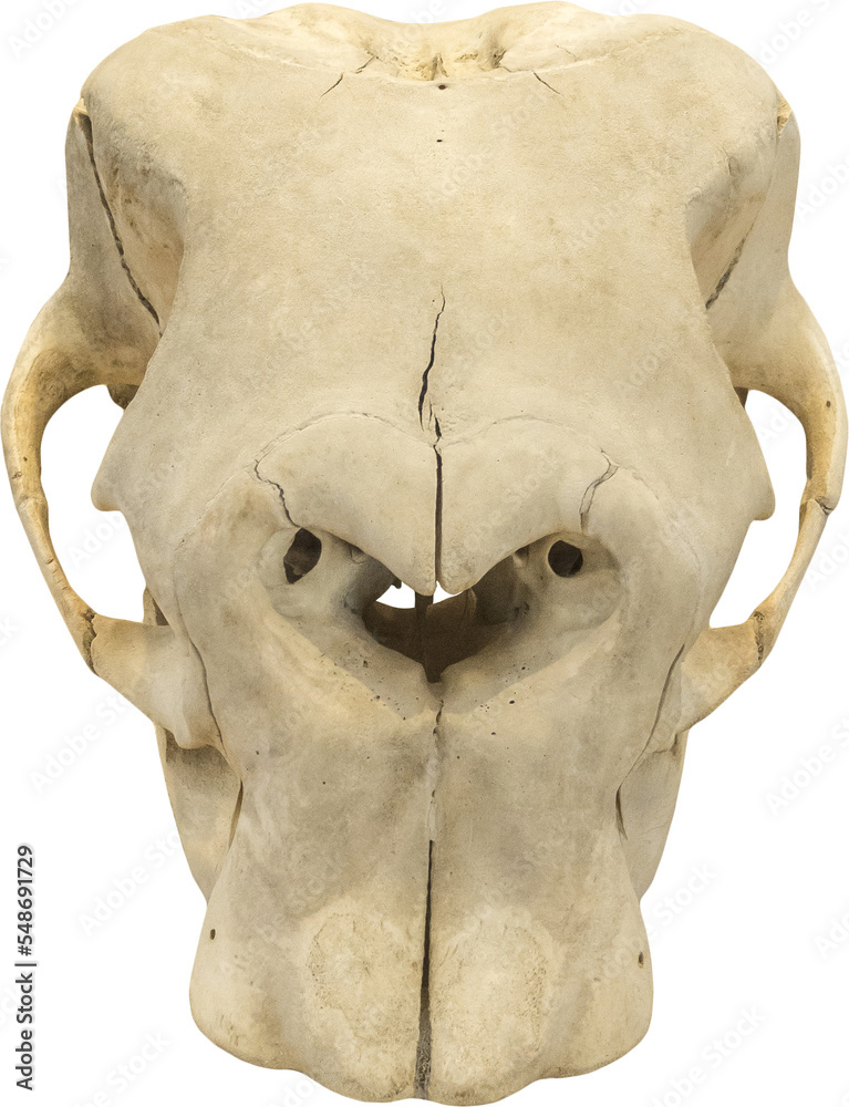 Isolated PNG cutout of an elephant skull on a transparent background ...