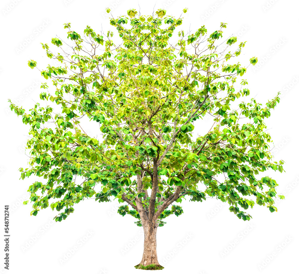 Teak trees in tropical forests of Thailand Stock Photo | Adobe Stock