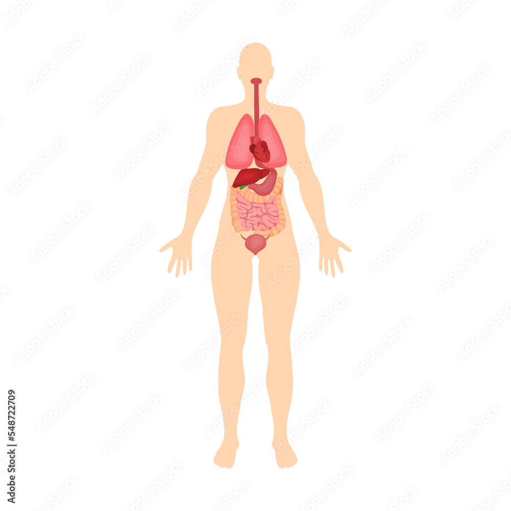 System Of Internal Organs Of The Human Body Organ System Of Human Body system-of-internal-organs-of-the-human-body-organ-system-of-human-body
