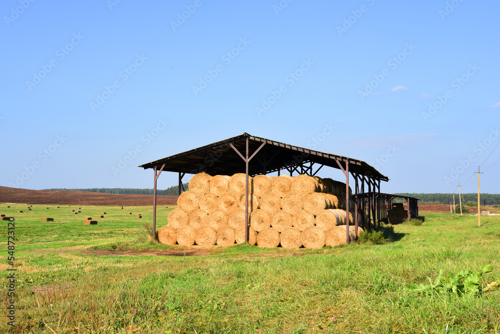 Hay storage barn in field near farm. Haystacks prepared for animal feed ...