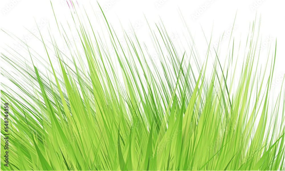 Grass Border , PNG Illustration Stock Illustration | Adobe Stock