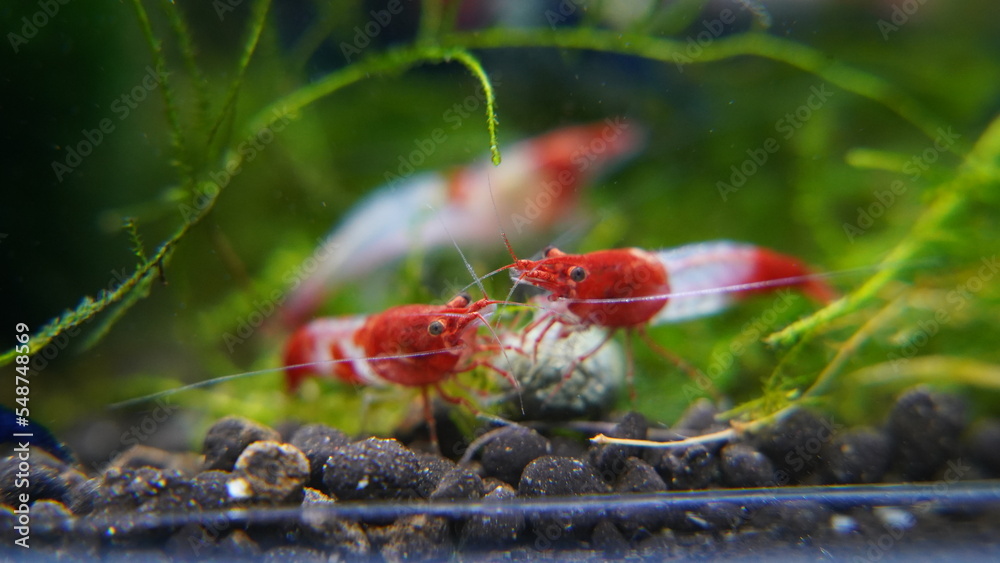 closed up of roll tail Neocaridina davidi var. red and transparent ...