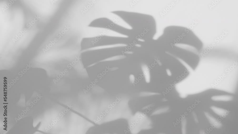 Shadow Monstera deliciosa leaf in wind blowing overlay on white surface ...