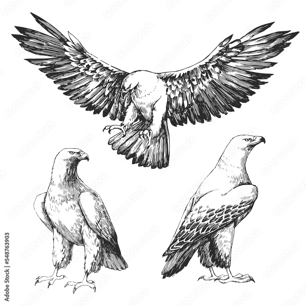 Vector hand-drawn set of illustrations of a golden eagle isolated on a ...