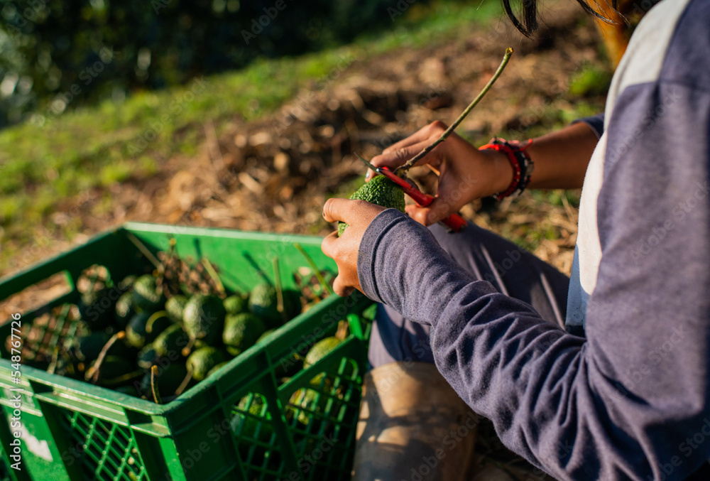 primer plano de manos preparando y cosechando aguacate ecológico en el ...