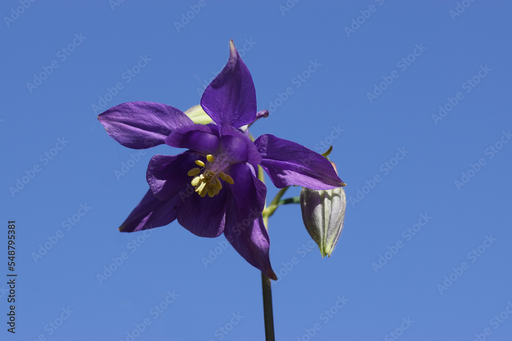 Flowers of Aquilegia vulgaris (European columbine, common columbine ...